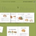 The Human Brain Flashcards - Science Educational Resource - Exam Prep ...