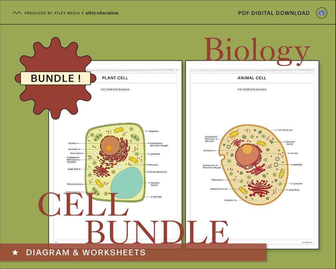 BUNDLE - Animal & Plant Cell Diagram and Differentiated Worksheets ...