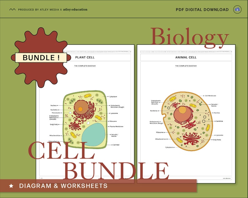BUNDLE Animal & Plant Cell Diagram and Differentiated Worksheets ...