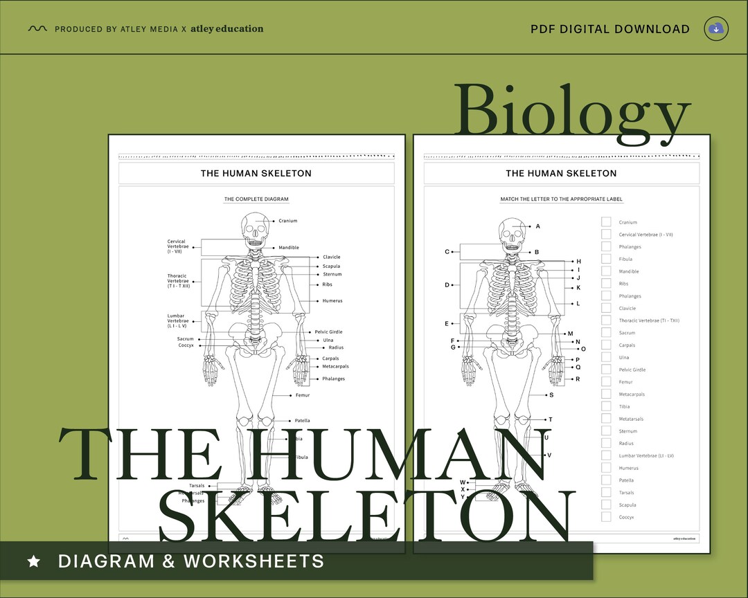 The Human Skeleton Diagram & Worksheets - Science Educational Resource ...