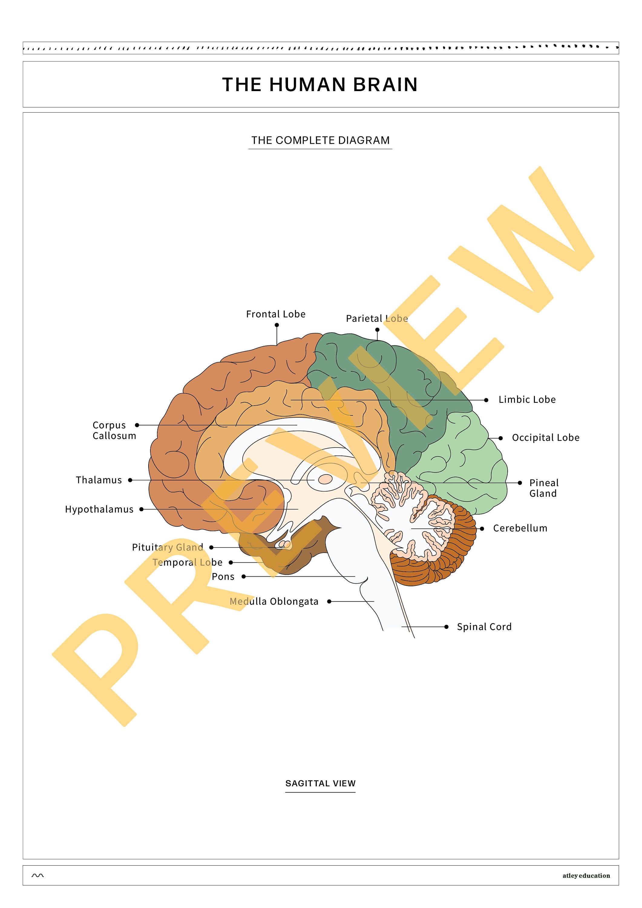 The Human Brain Diagram & Worksheets - Science Educational Resource ...