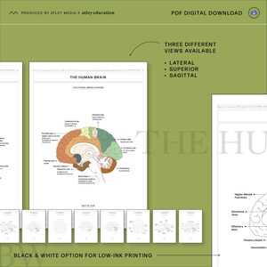 The Human Brain Diagram & Worksheets - Science Educational Resource ...