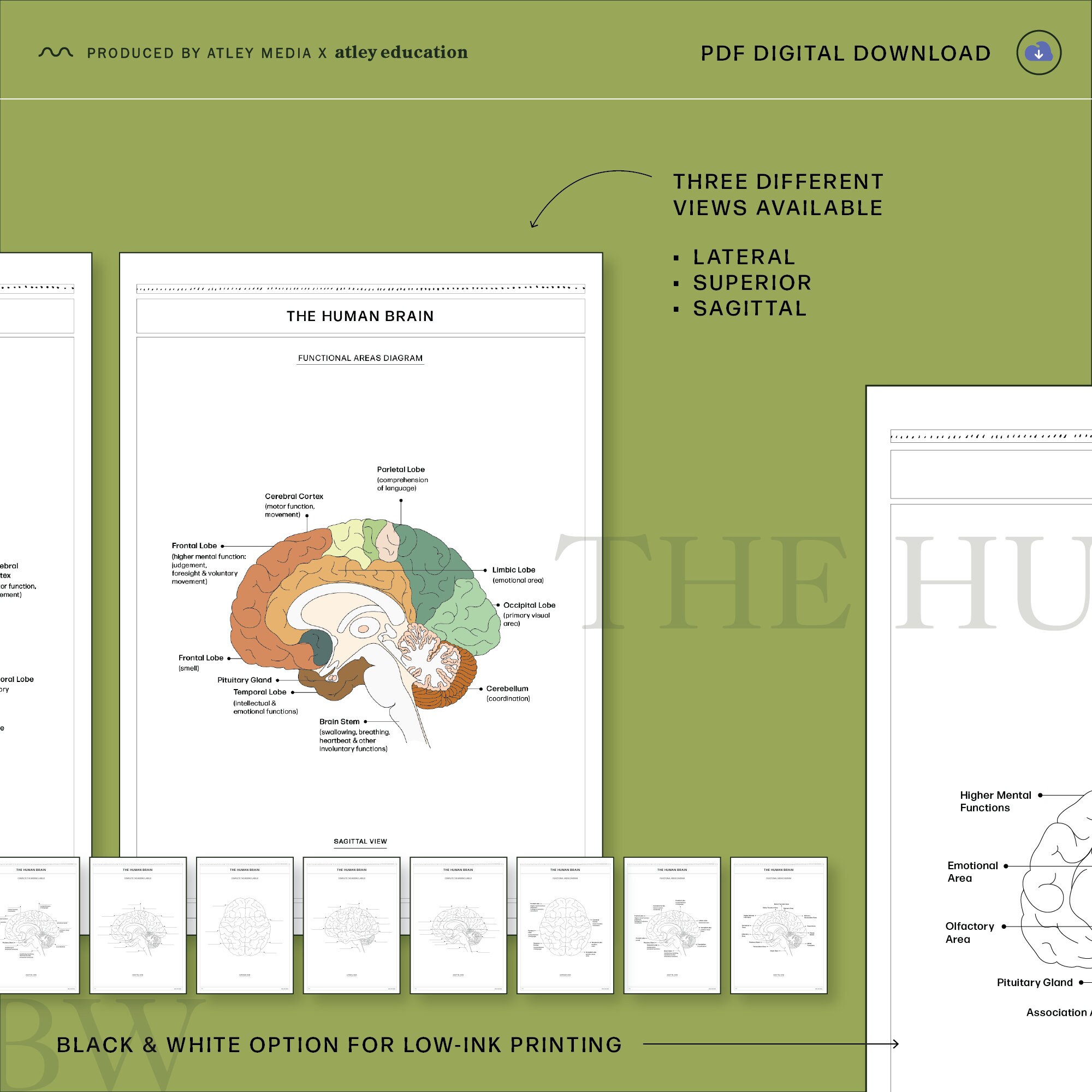 The Human Brain Diagram & Worksheets - Science Educational Resource ...