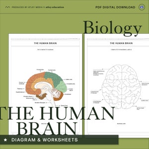 The Human Brain Diagram & Worksheets - Science Educational Resource ...