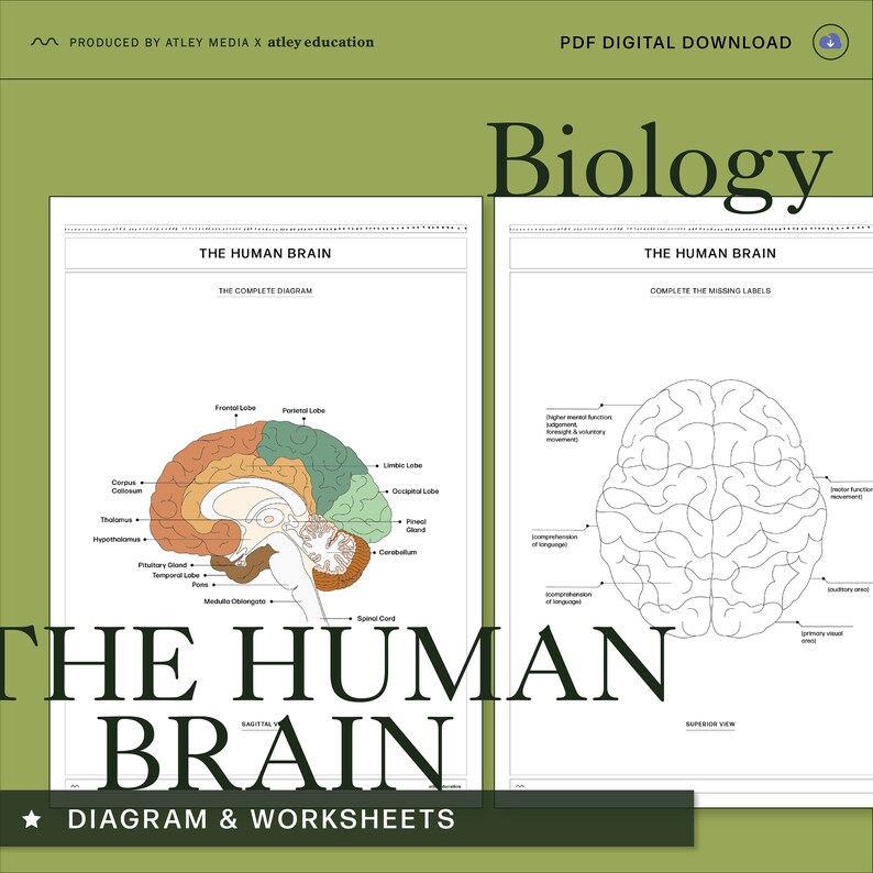The Human Brain Diagram & Worksheets - Science Educational Resource ...