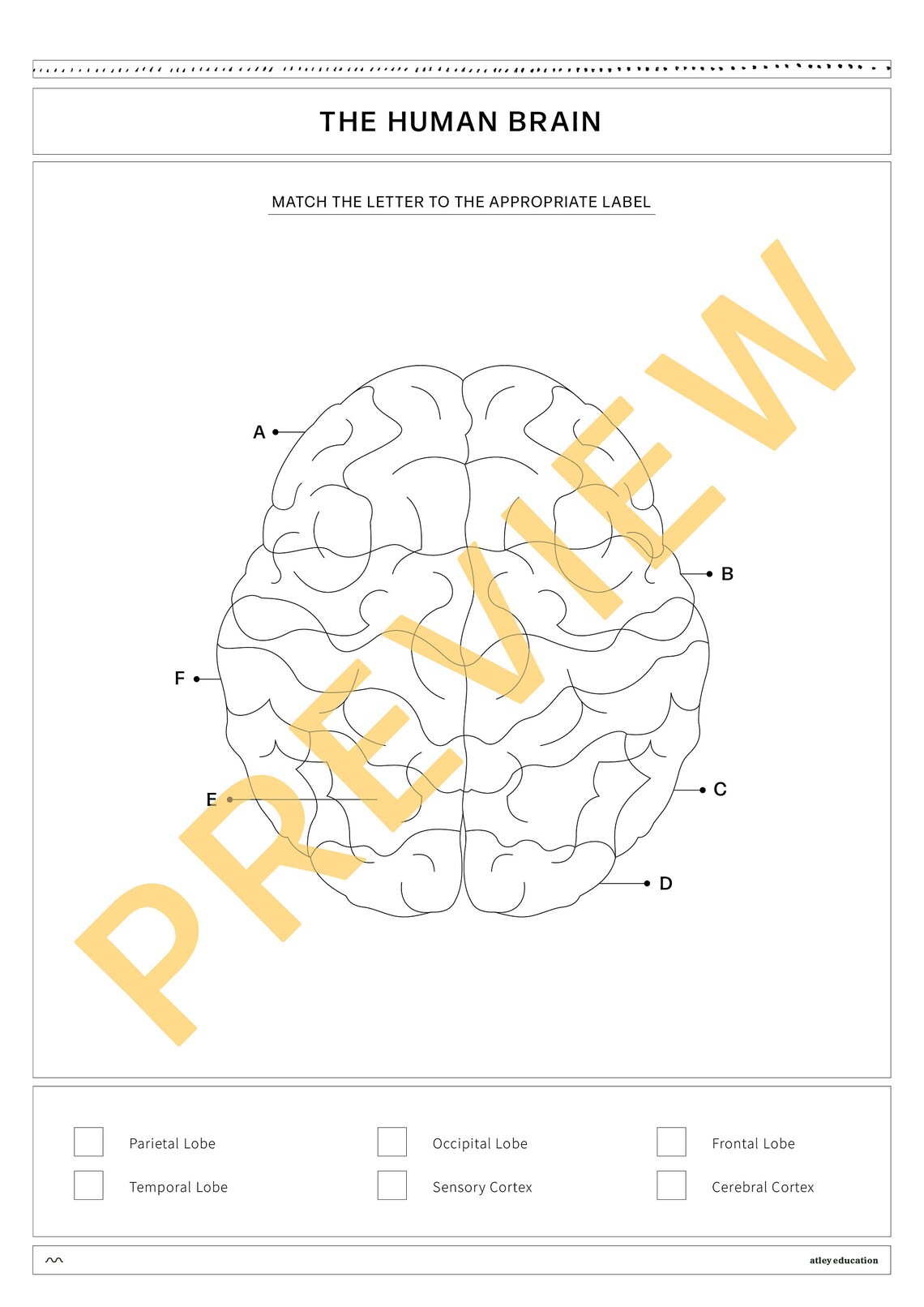 The Human Brain Diagram & Worksheets - Science Educational Resource ...