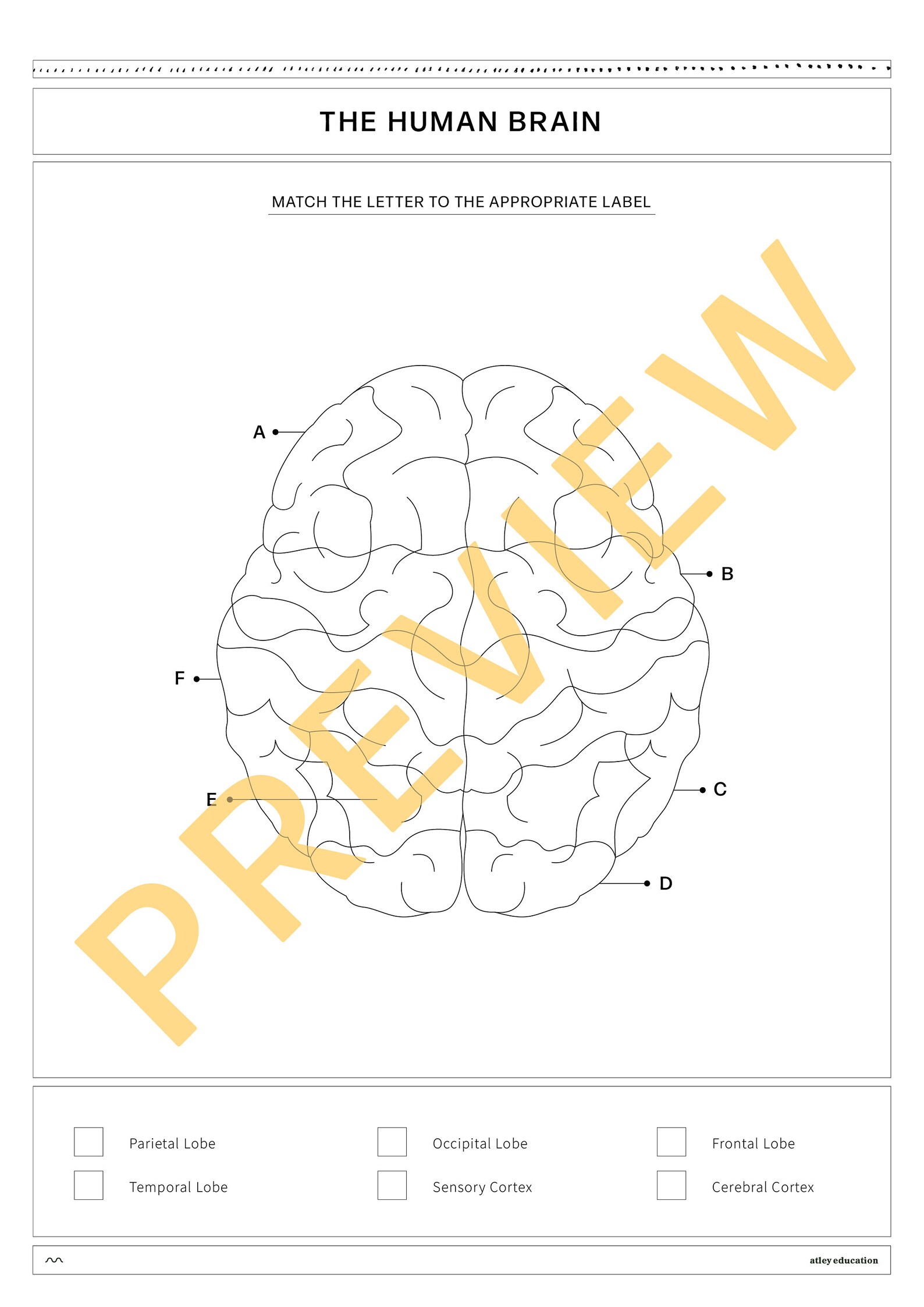 The Human Brain Diagram & Worksheets - Science Educational Resource ...