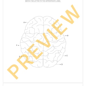 The Human Brain Diagram & Worksheets - Science Educational Resource ...