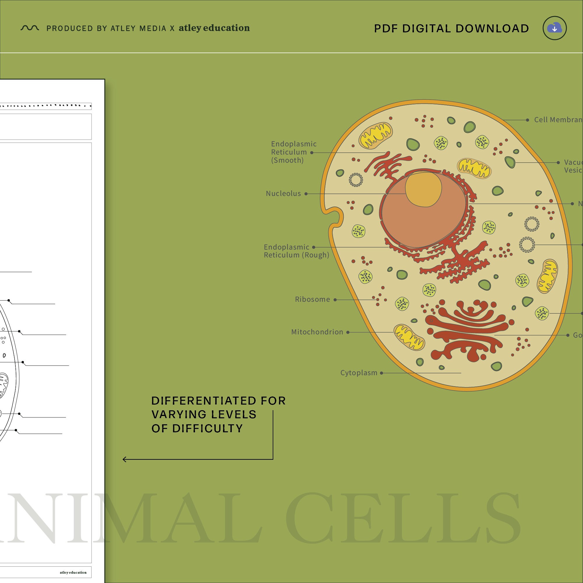 Animal Cell Diagram & Differentiated Worksheets Science Educational ...