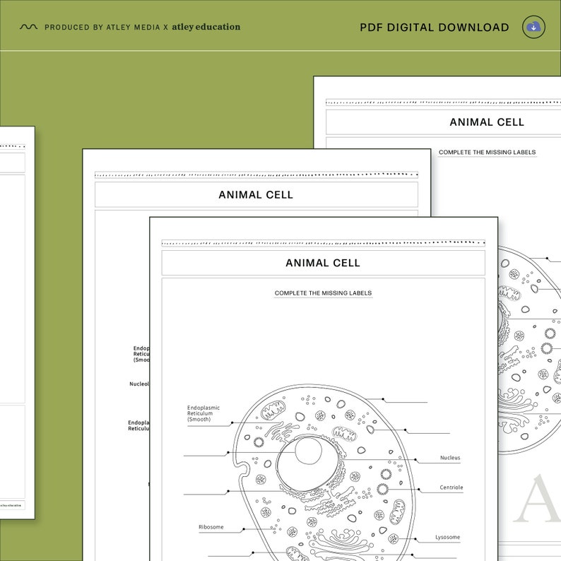 Animal Cell Diagram & Differentiated Worksheets Science Educational ...