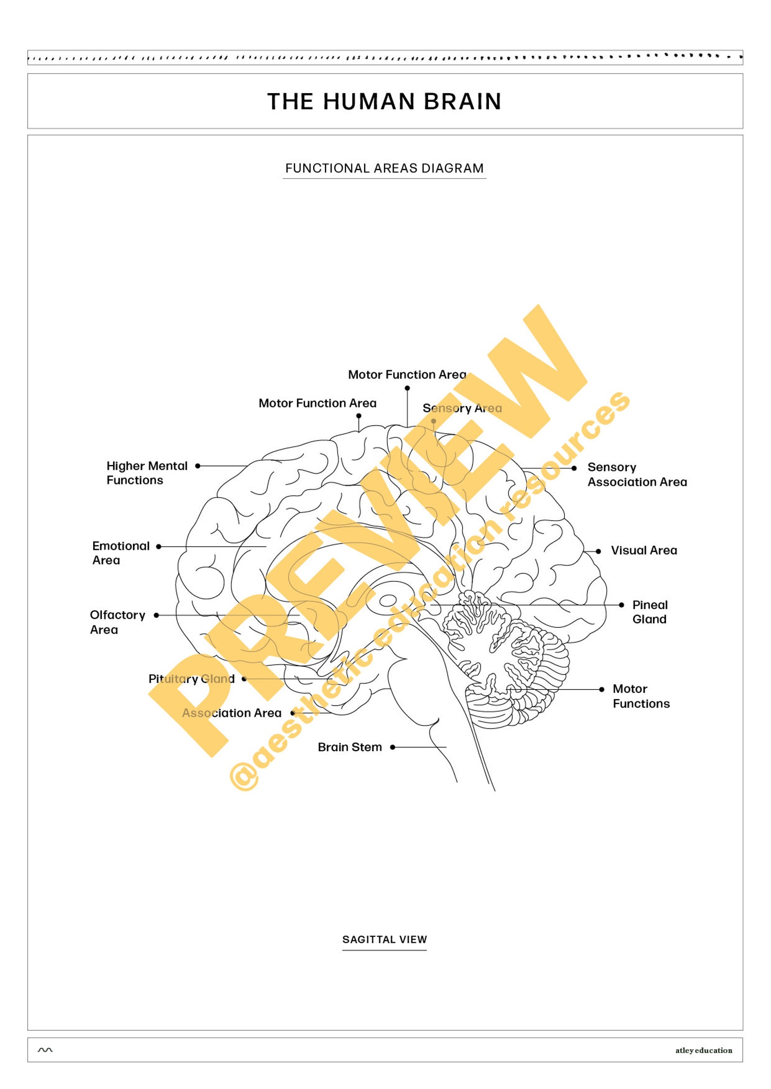 The Human Brain Diagram & Worksheets Science Educational Resource - Etsy