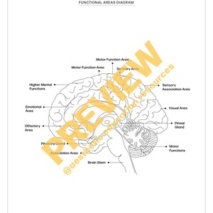 The Human Brain Diagram & Worksheets Science Educational Resource - Etsy