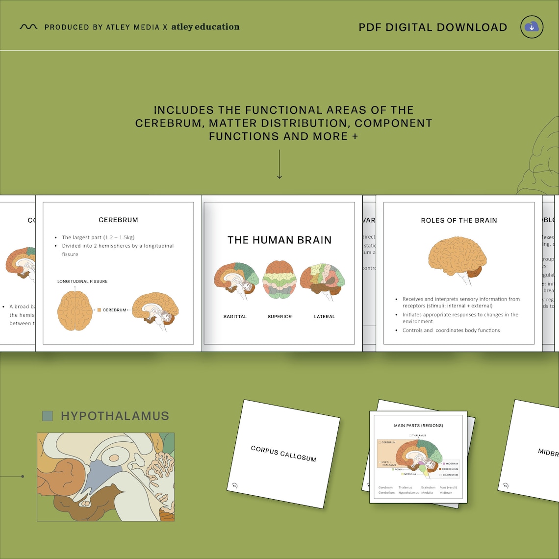 The Human Brain Flashcards - Science Educational Resource - Exam Prep ...