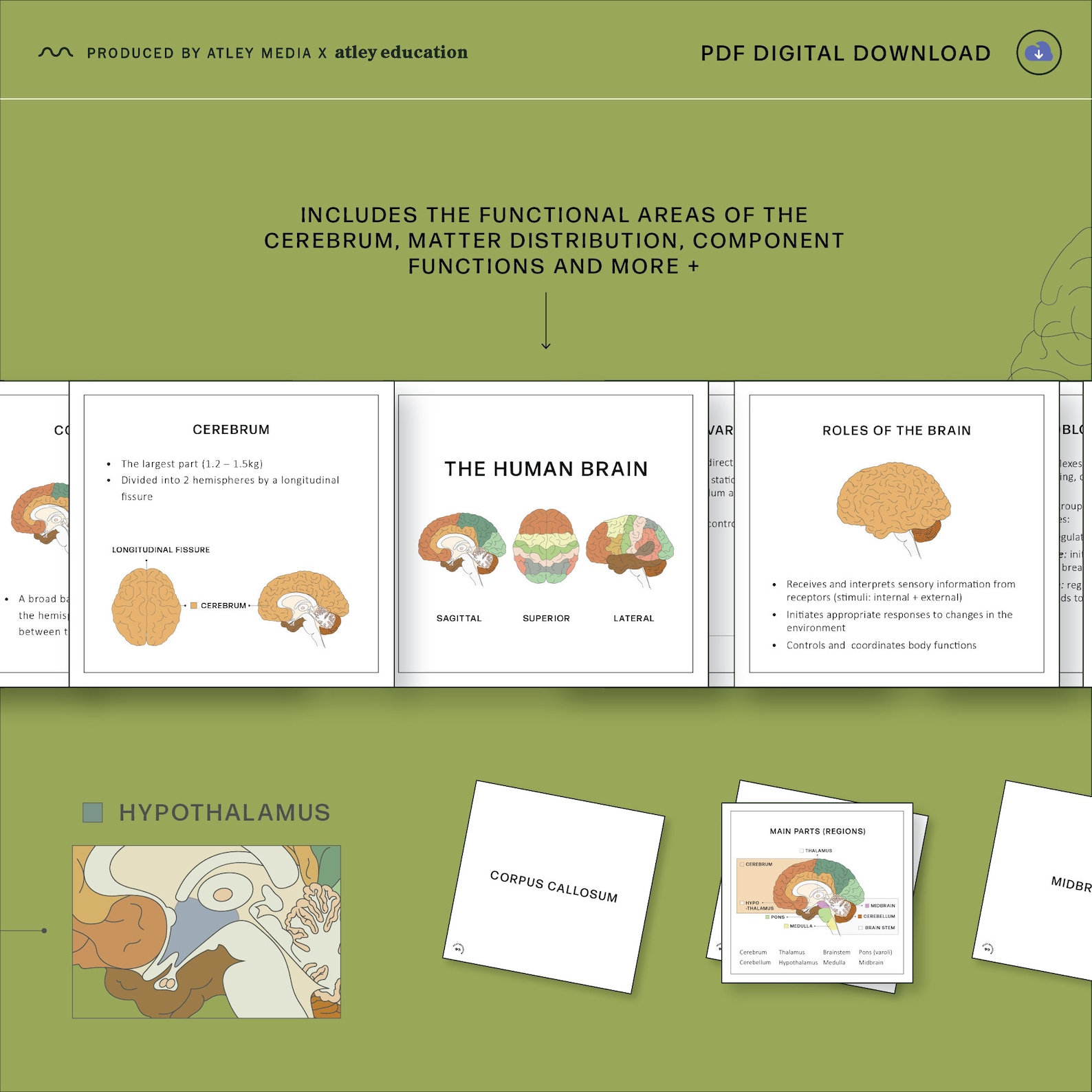 The Human Brain Flashcards - Science Educational Resource - Exam Prep ...