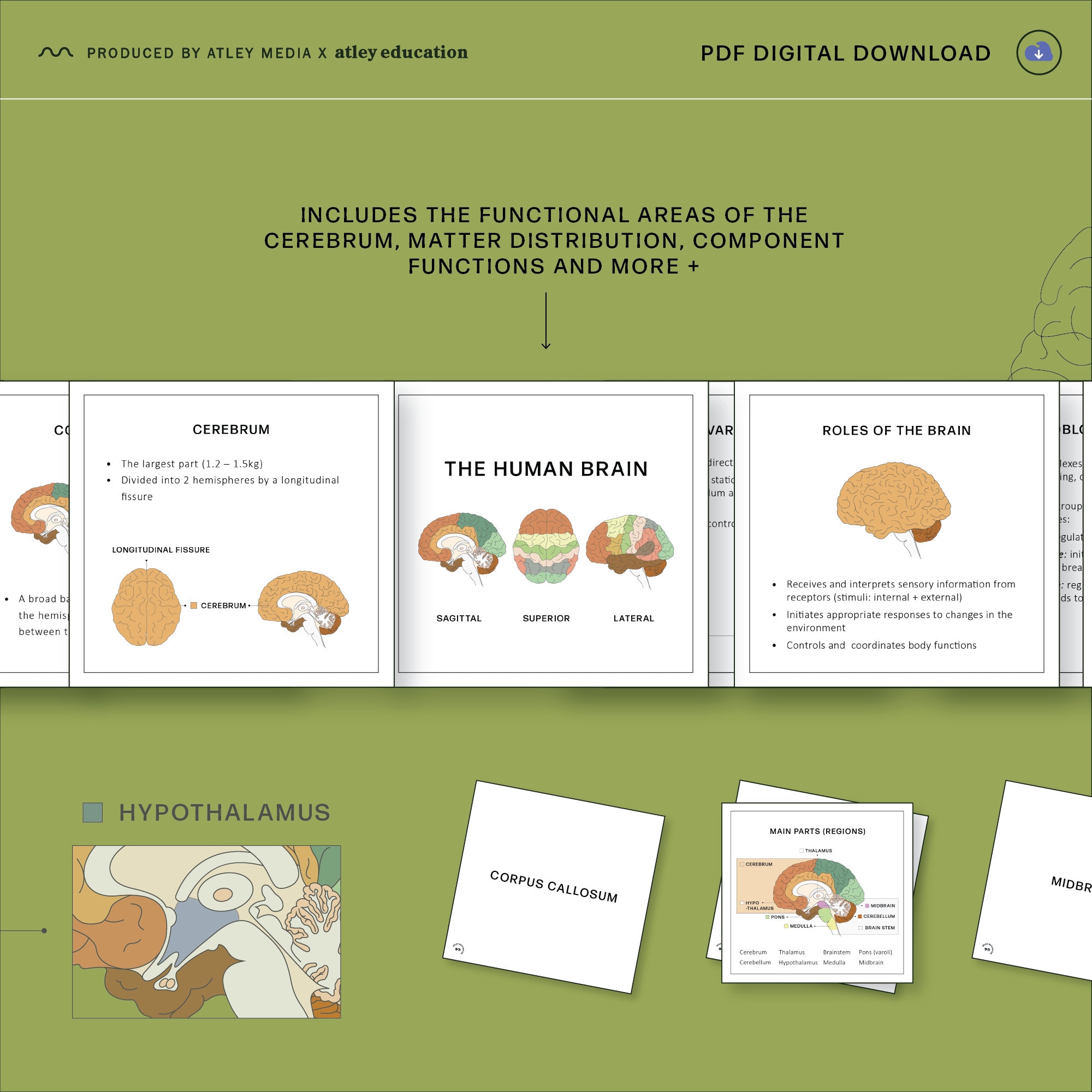The Human Brain Flashcards - Science Educational Resource - Exam Prep ...