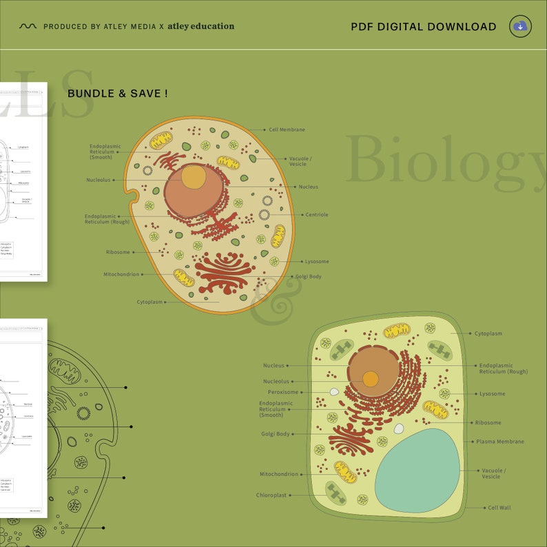 BUNDLE Animal & Plant Cell Diagram and Differentiated Worksheets ...