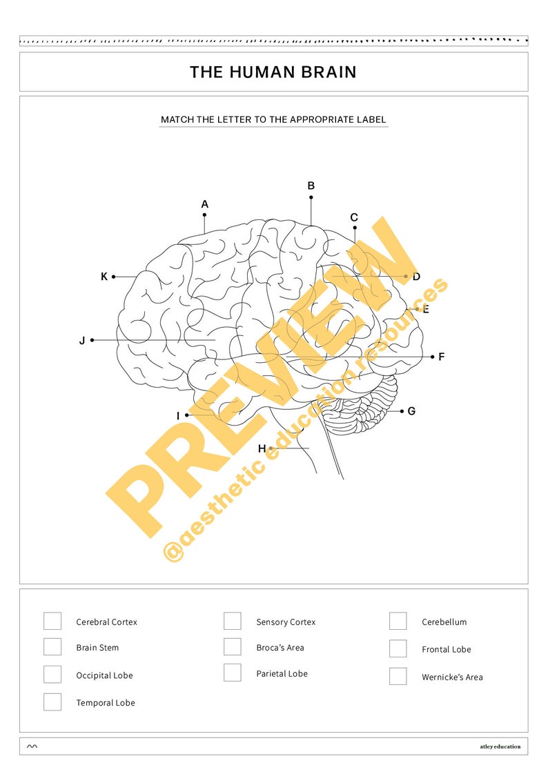 The Human Brain Diagram & Worksheets Science Educational Resource - Etsy