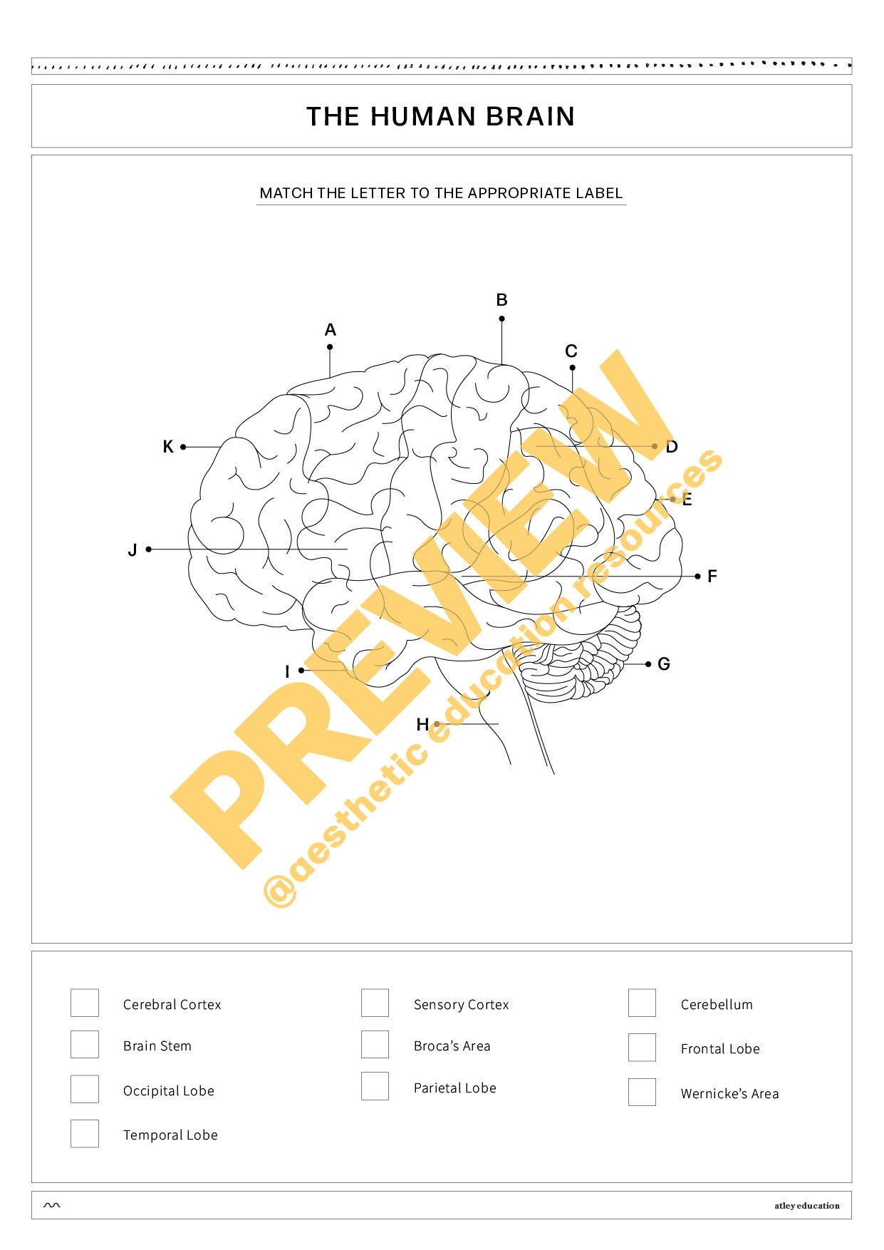 The Human Brain Diagram & Worksheets Science Educational Resource - Etsy
