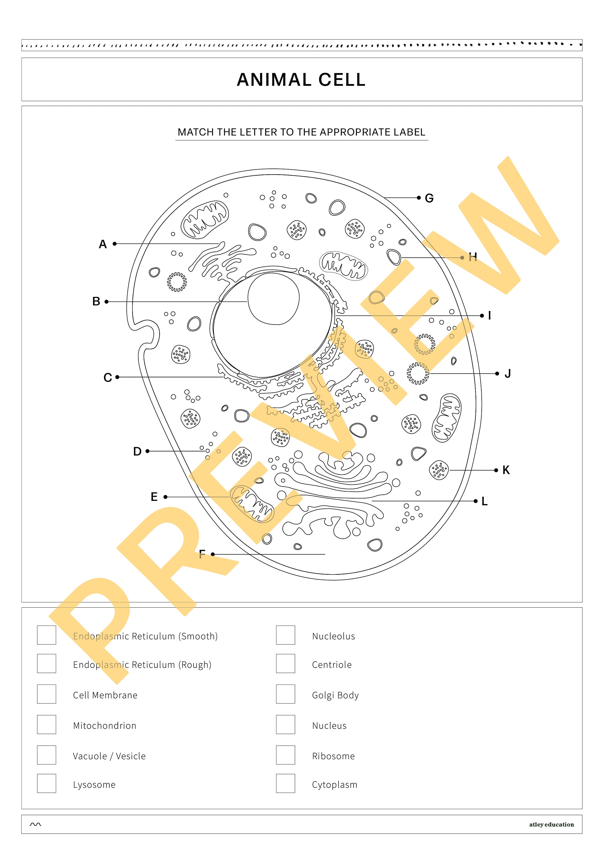 Animal Cell Diagram & Differentiated Worksheets - Science Educational ...