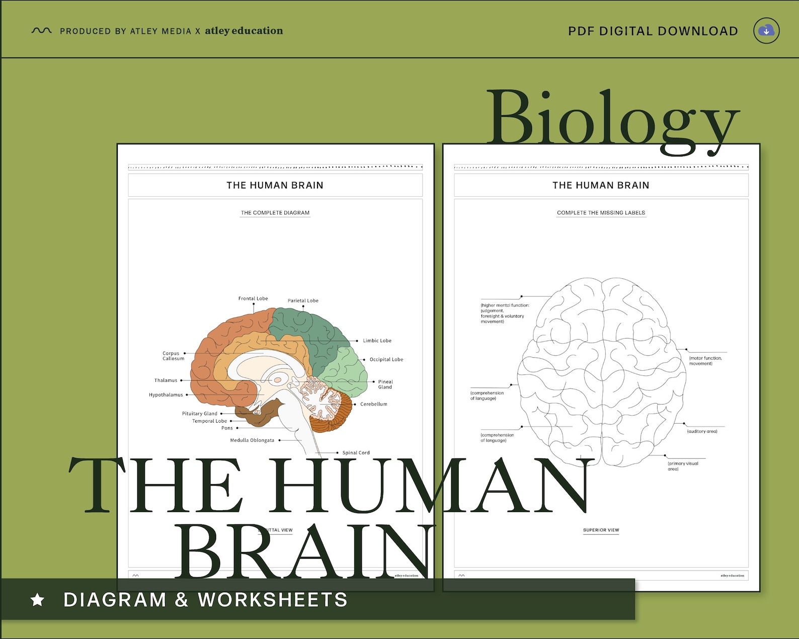 The Human Brain Diagram & Worksheets - Science Educational Resource ...