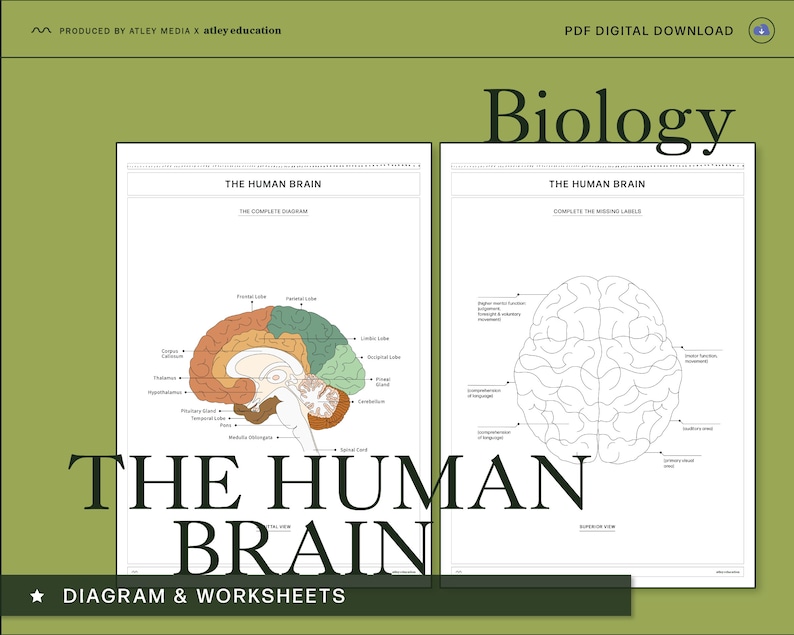 The Human Brain Diagram & Worksheets - Science Educational Resource ...