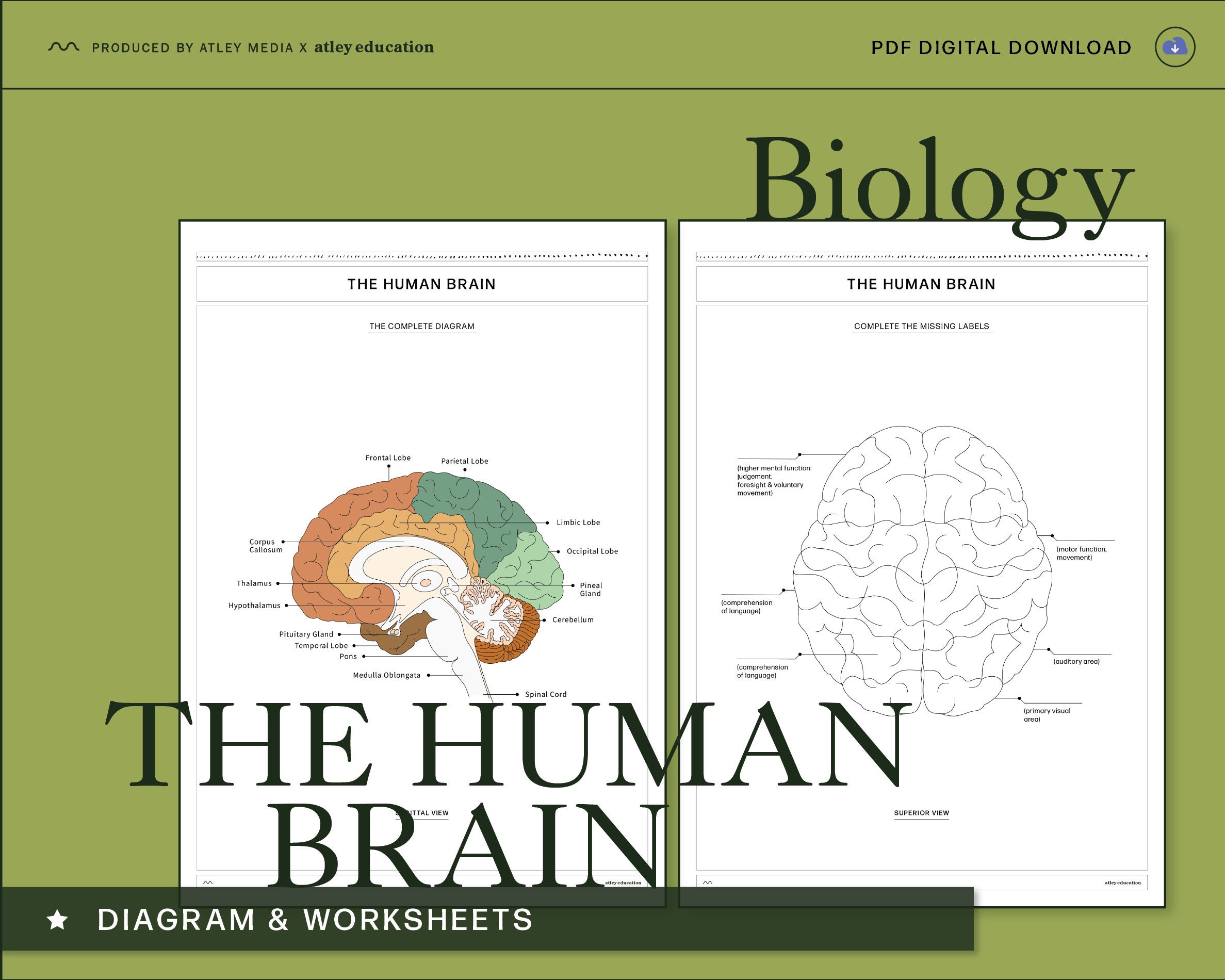 The Human Brain Diagram & Worksheets - Science Educational Resource ...