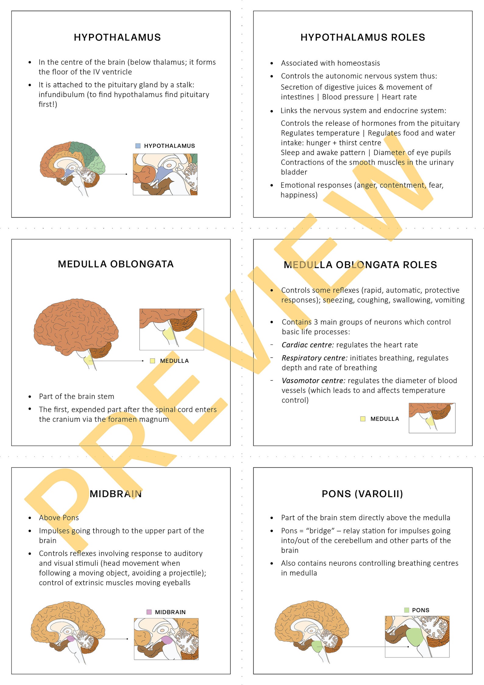 The Human Brain Flashcards - Science Educational Resource - Exam Prep ...