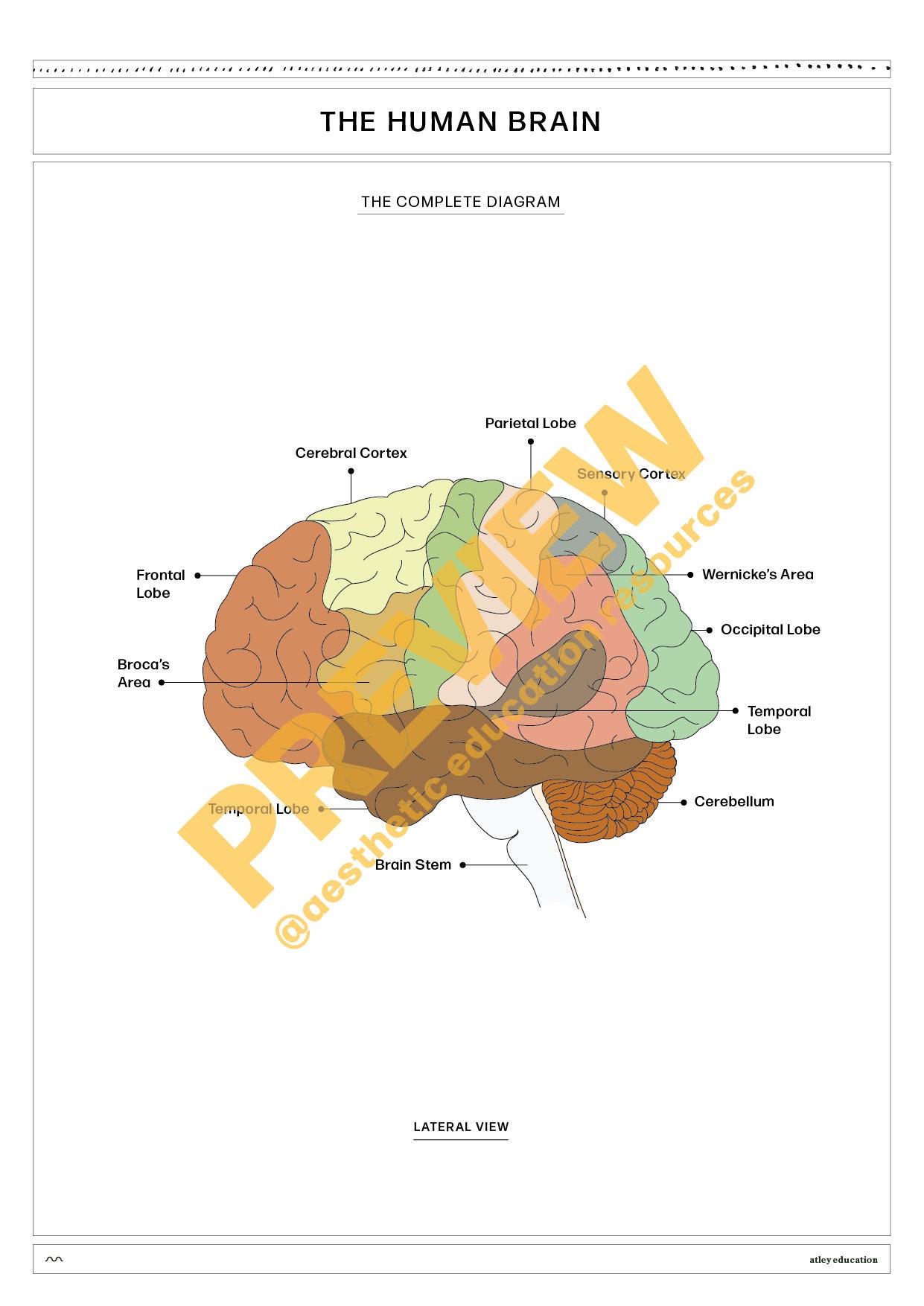 The Human Brain Diagram & Worksheets Science Educational Resource - Etsy