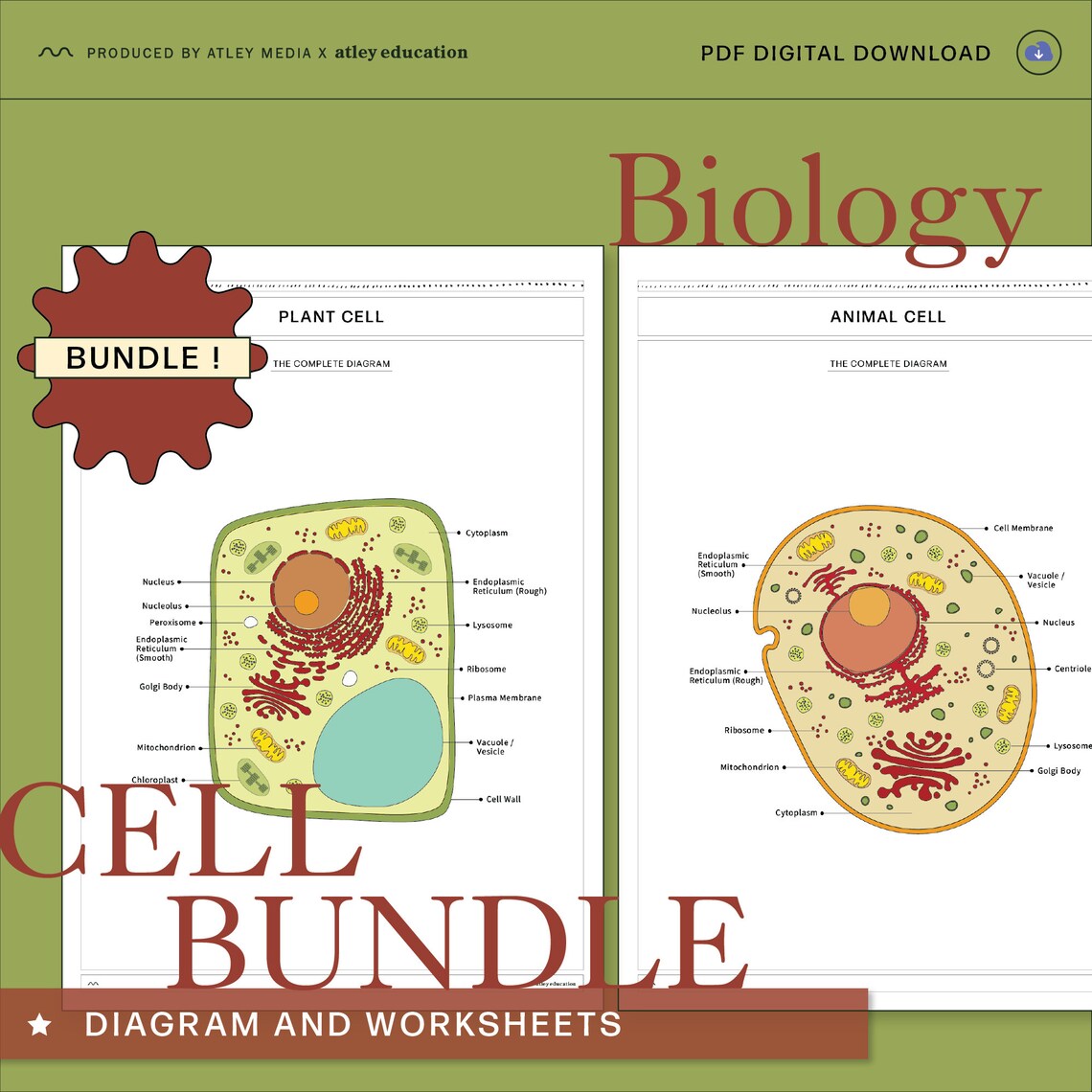 BUNDLE - Animal & Plant Cell Diagram and Differentiated Worksheets ...