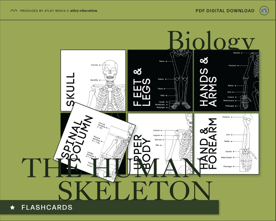 The Human Skeleton Flashcards - Science Educational Resource - Exam ...