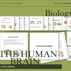 The Human Brain Flashcards Science Educational Resource Exam Prep Cards ...