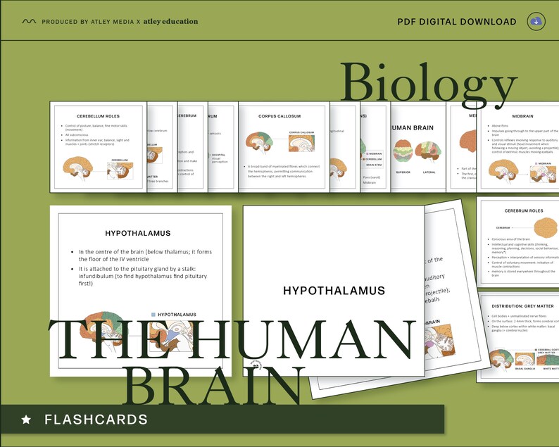 The Human Brain Flashcards Science Educational Resource Exam Prep Cards ...