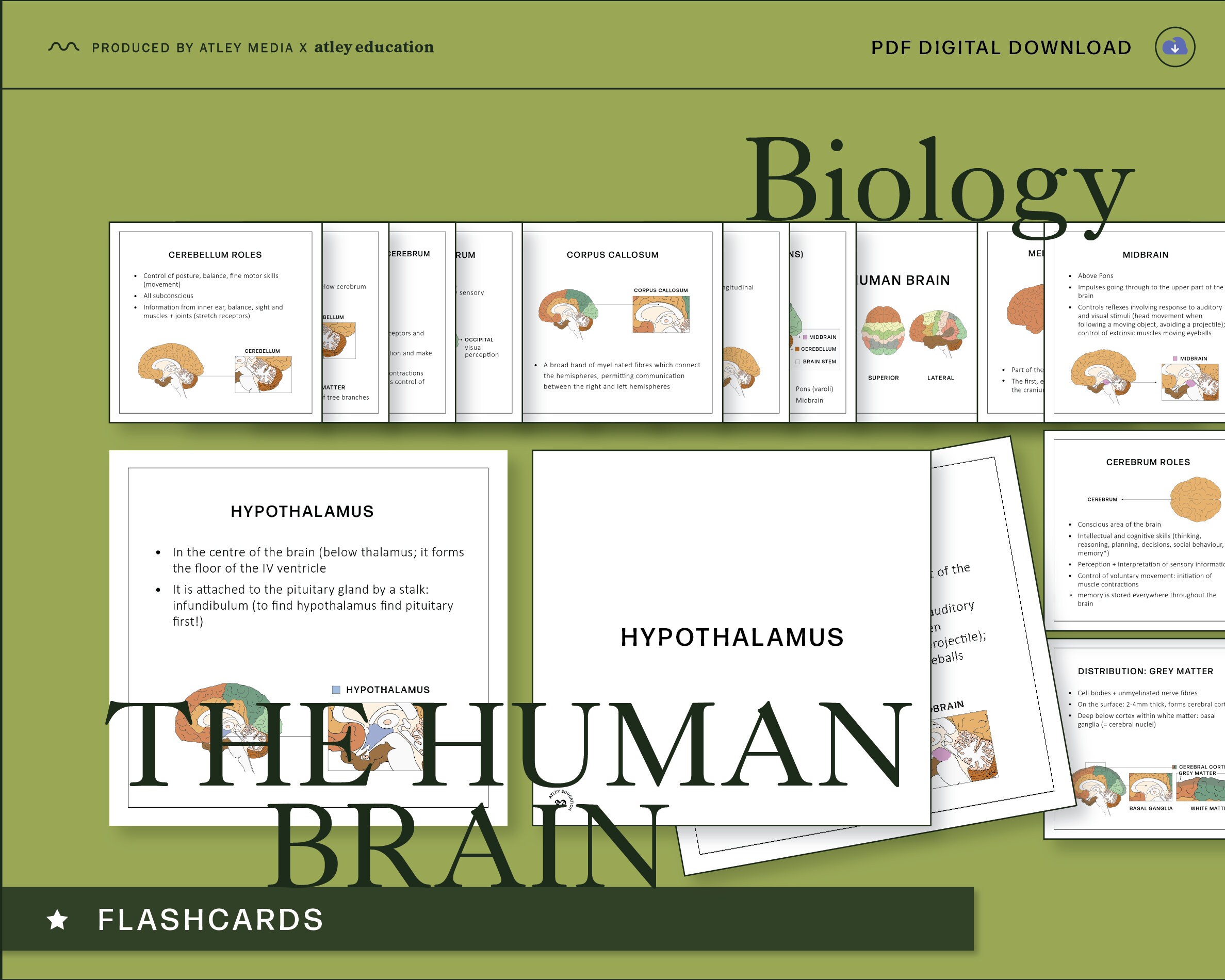 The Human Brain Flashcards Science Educational Resource Exam Prep Cards ...