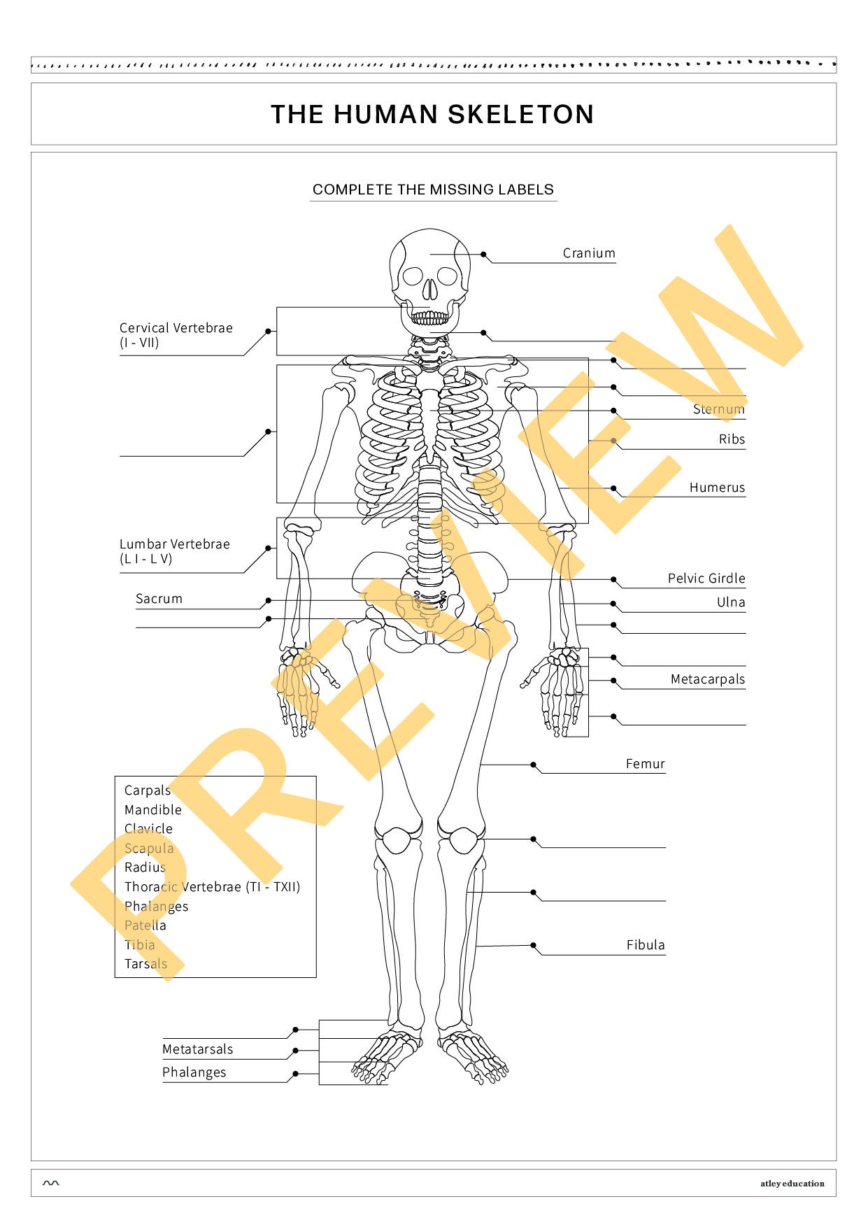 The Human Skeleton Diagram & Worksheets - Science Educational Resource ...