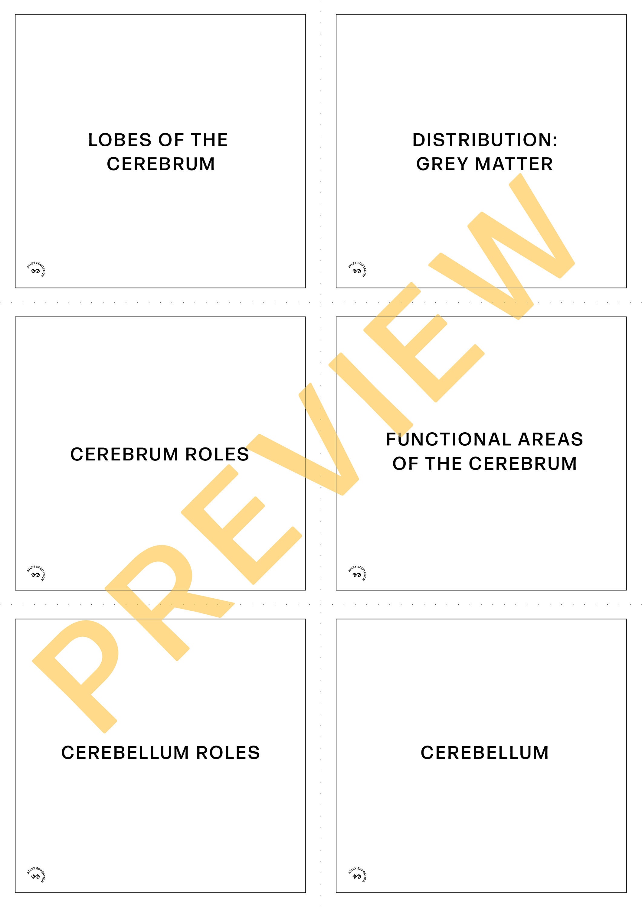 The Human Brain Flashcards - Science Educational Resource - Exam Prep ...