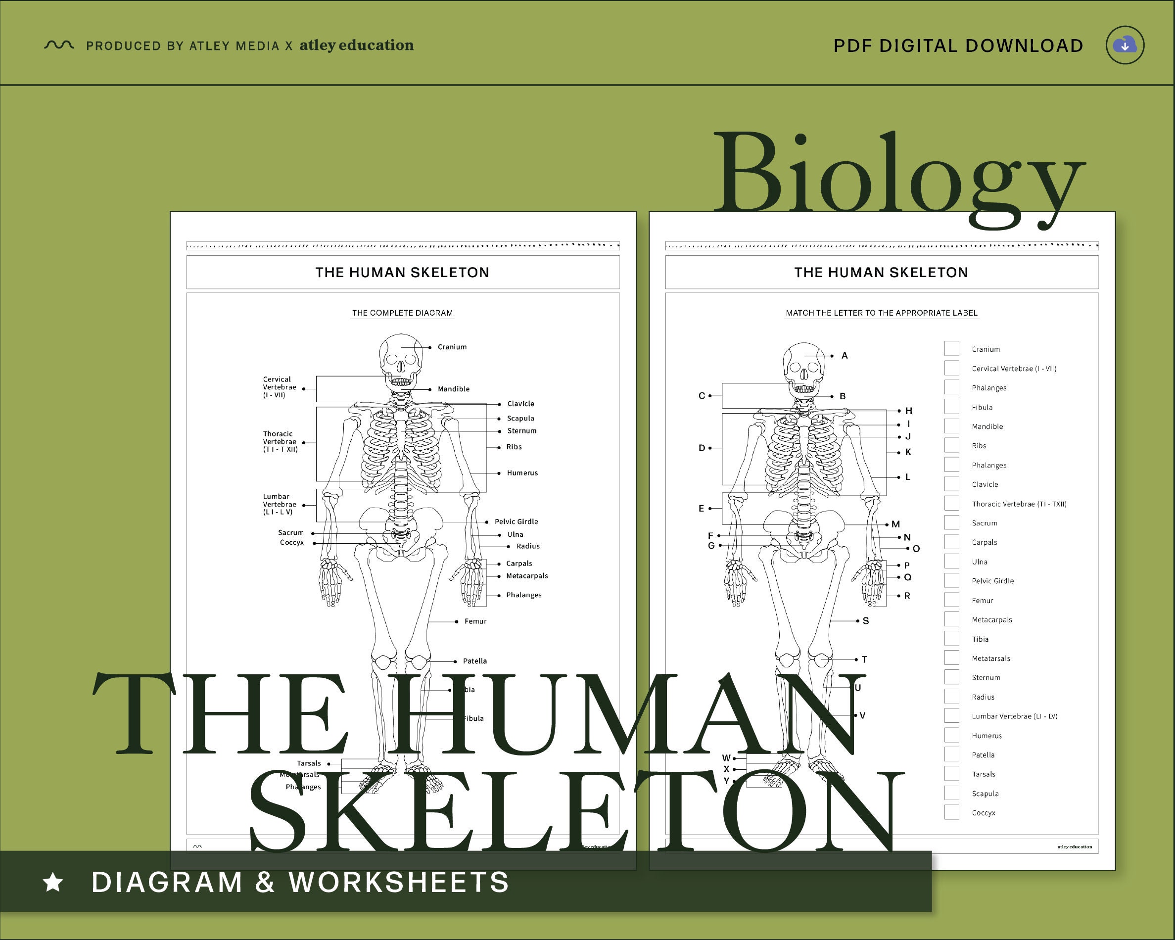 The Human Skeleton Diagram & Worksheets Science Educational Resource - Etsy