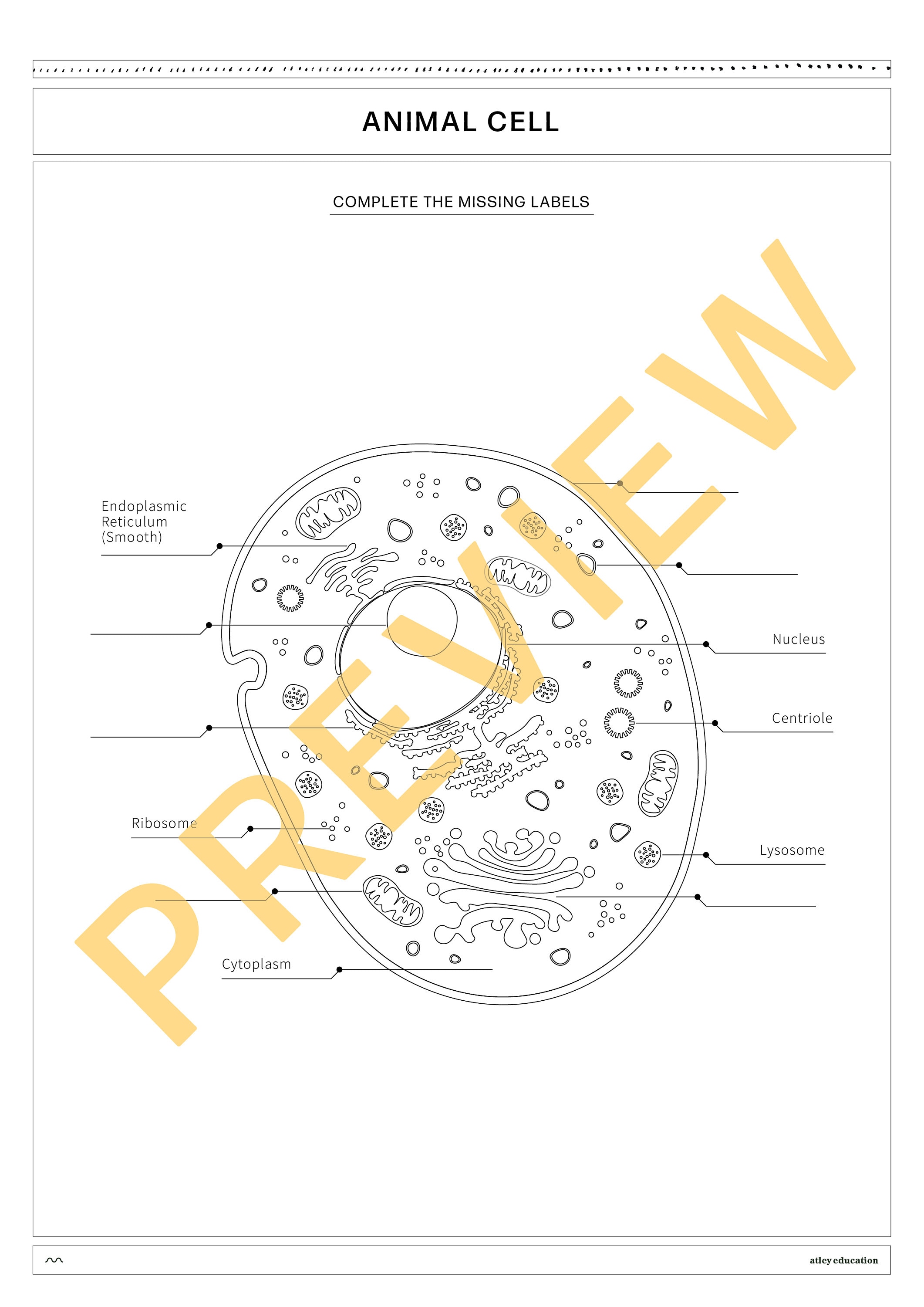 Animal Cell Diagram & Differentiated Worksheets - Science Educational ...