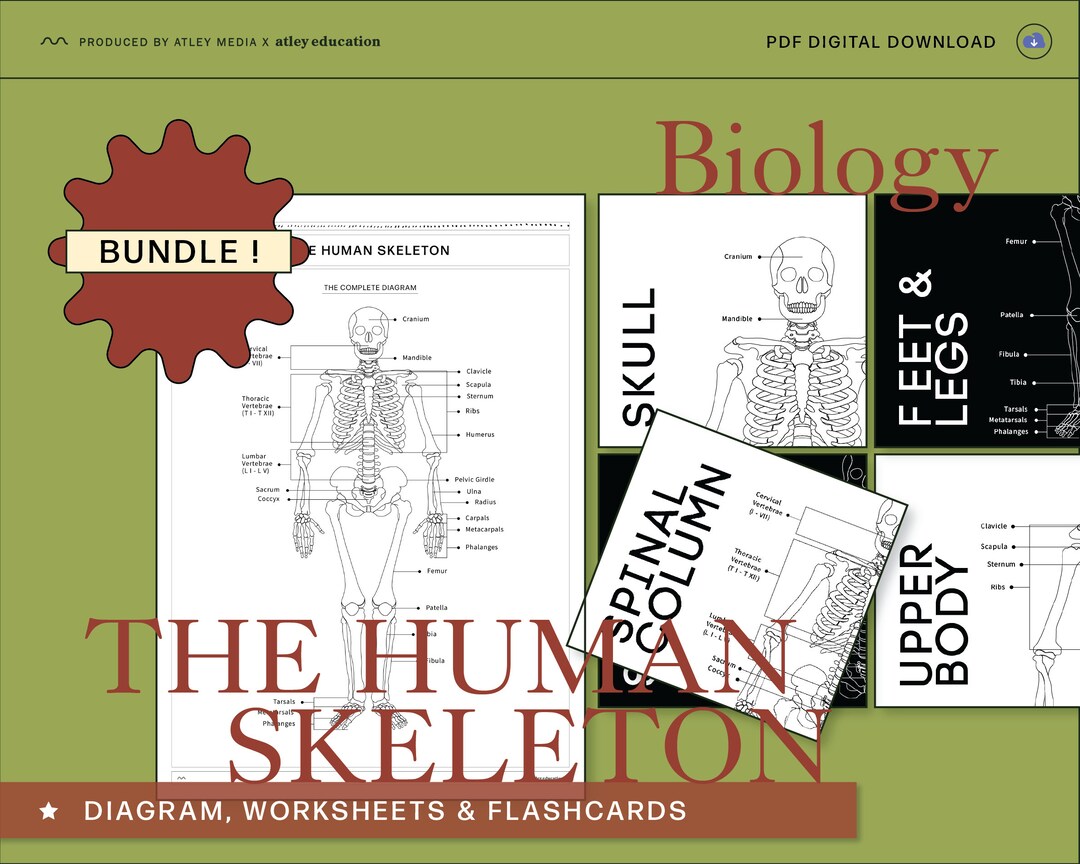 The Human Skeleton Diagram Worksheets & Flashcards Science Educational ...