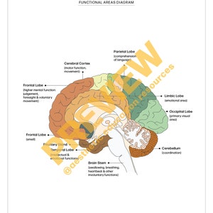 The Human Brain Diagram & Worksheets Science Educational Resource - Etsy
