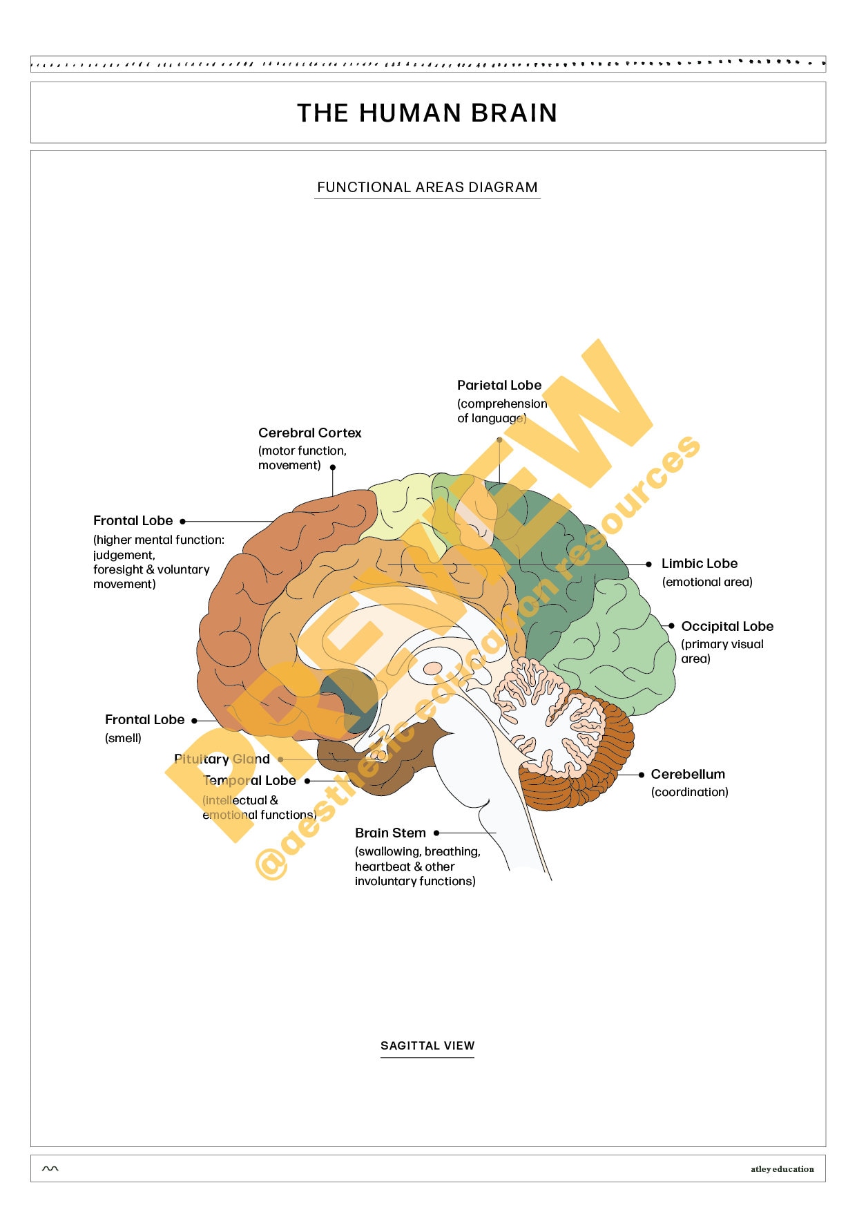 The Human Brain Diagram & Worksheets Science Educational Resource - Etsy