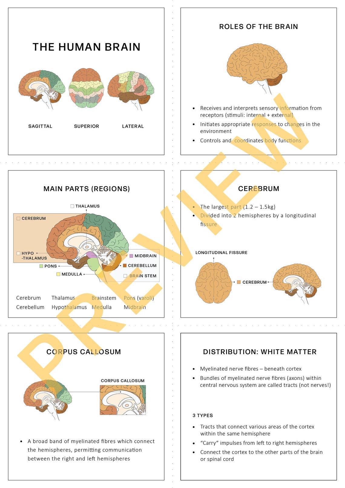 The Human Brain Flashcards - Science Educational Resource - Exam Prep ...