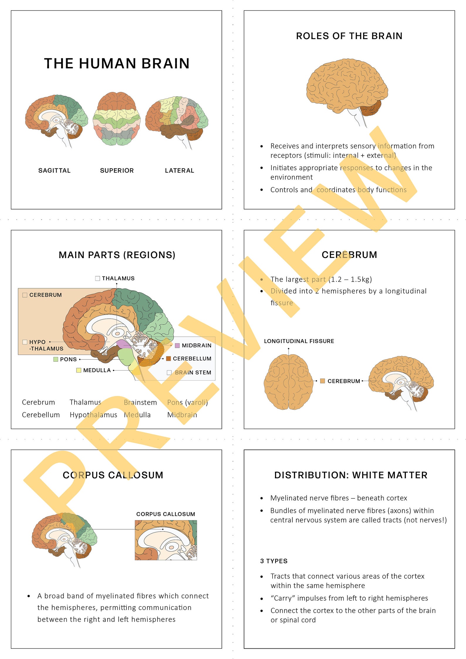 The Human Brain Flashcards - Science Educational Resource - Exam Prep ...