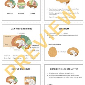 The Human Brain Flashcards - Science Educational Resource - Exam Prep ...