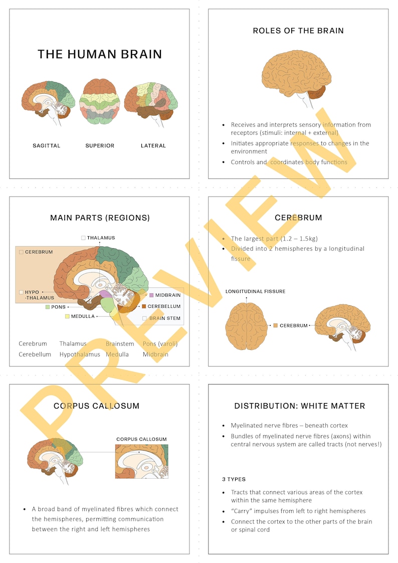 The Human Brain Flashcards - Science Educational Resource - Exam Prep ...