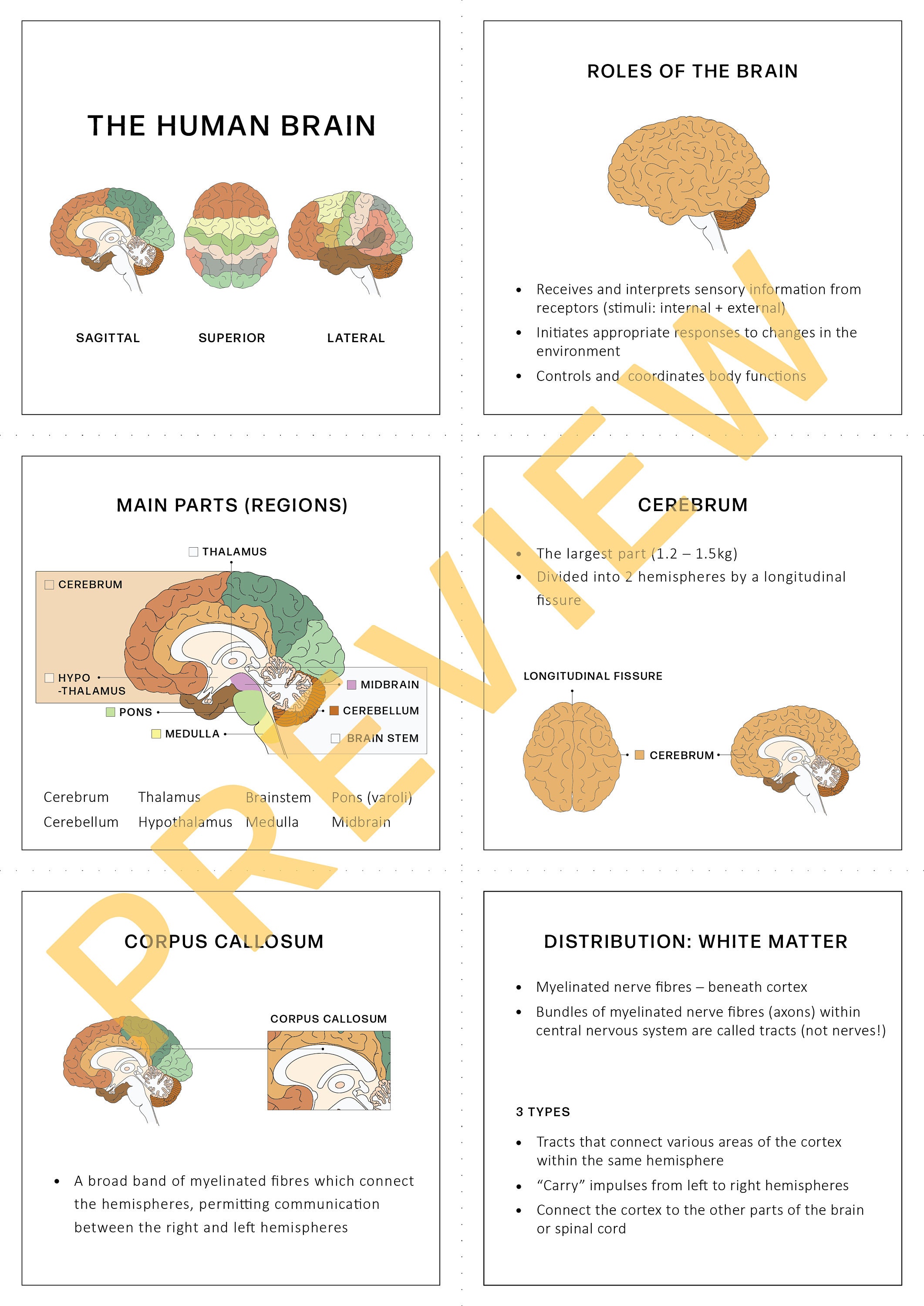 The Human Brain Flashcards - Science Educational Resource - Exam Prep ...