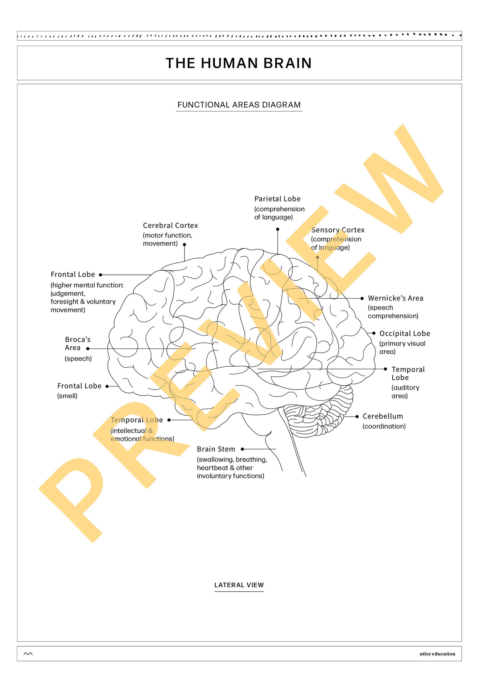 The Human Brain Diagram & Worksheets - Science Educational Resource ...