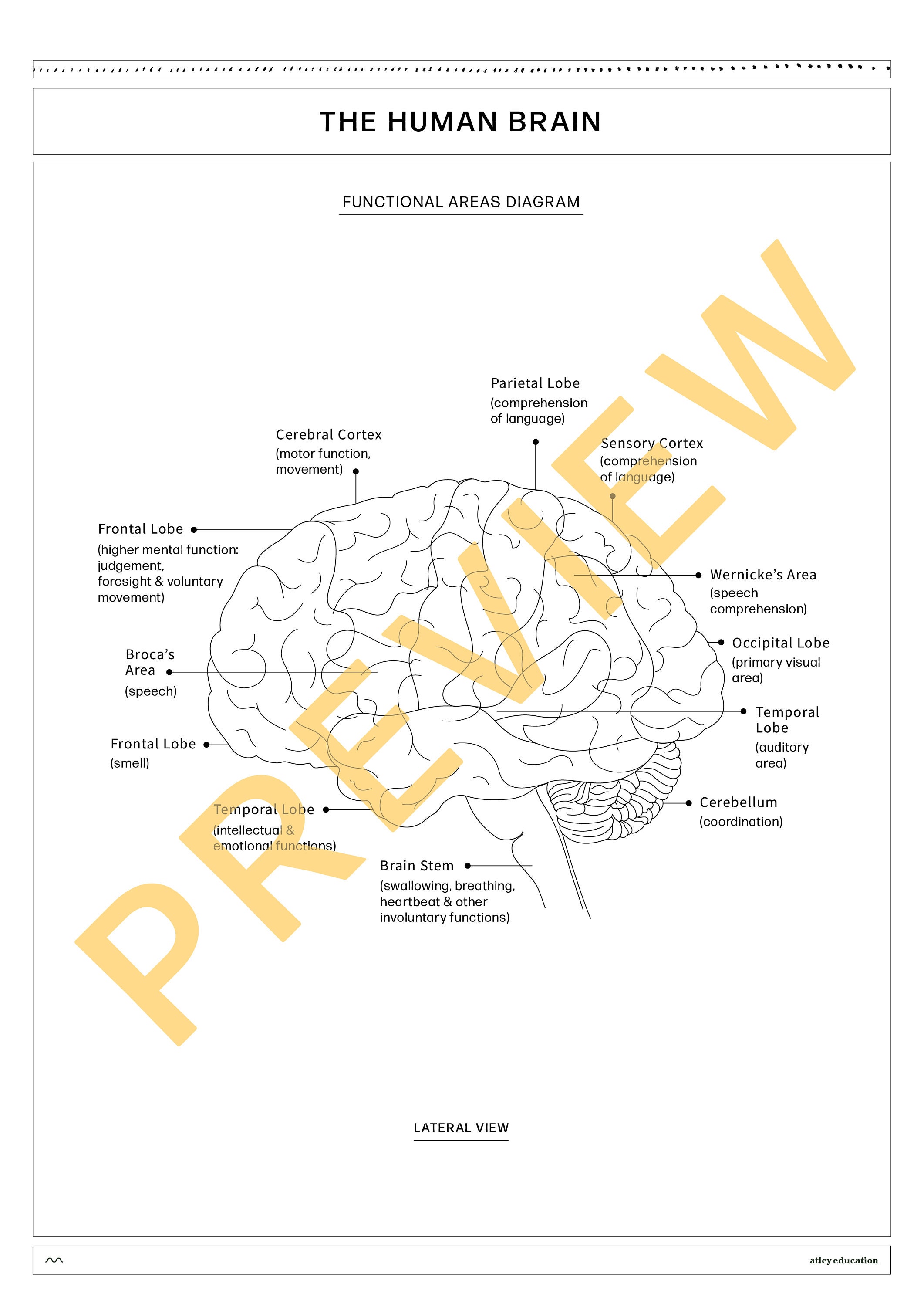 The Human Brain Diagram & Worksheets - Science Educational Resource ...