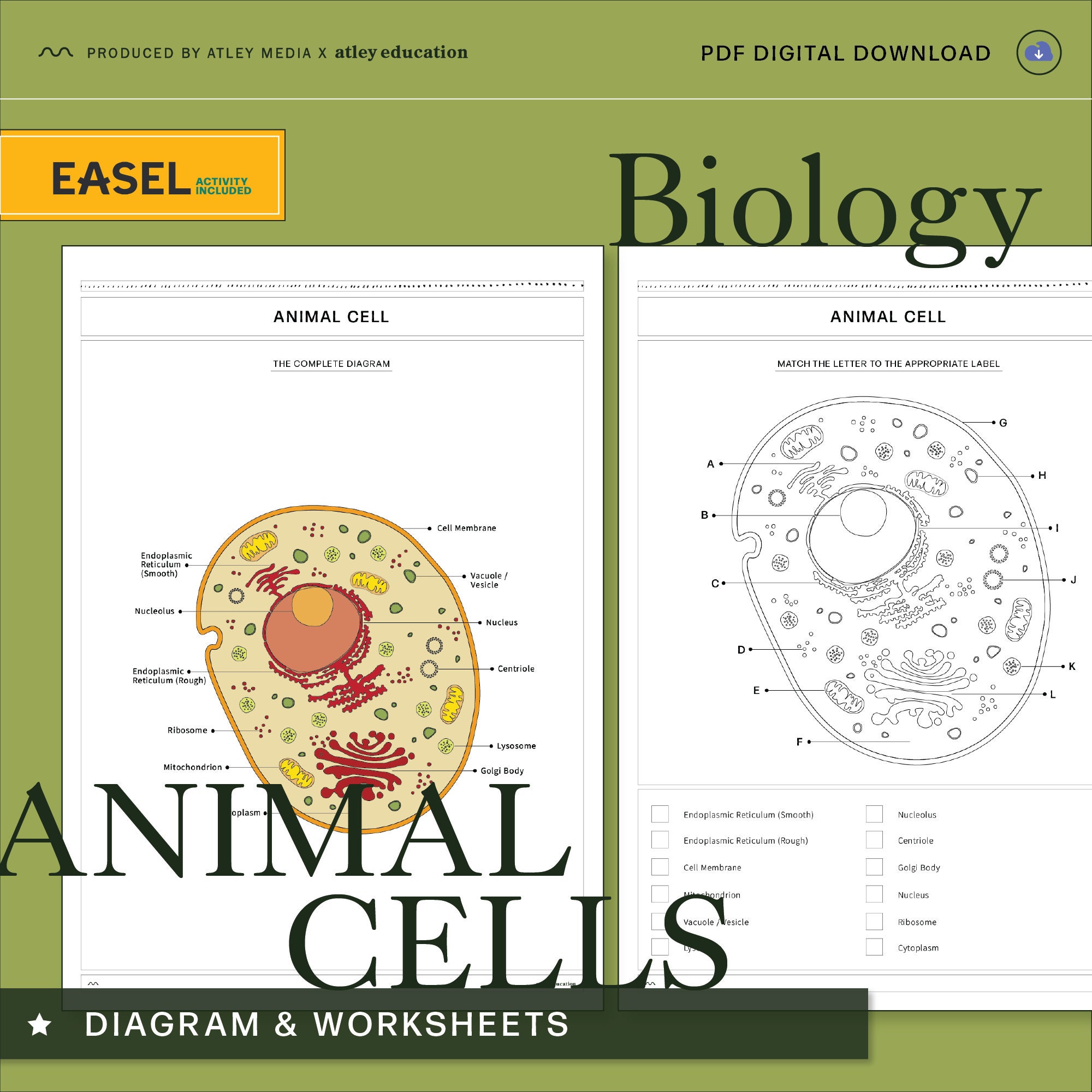 Animal Cell Diagram & Differentiated Worksheets Science Educational ...