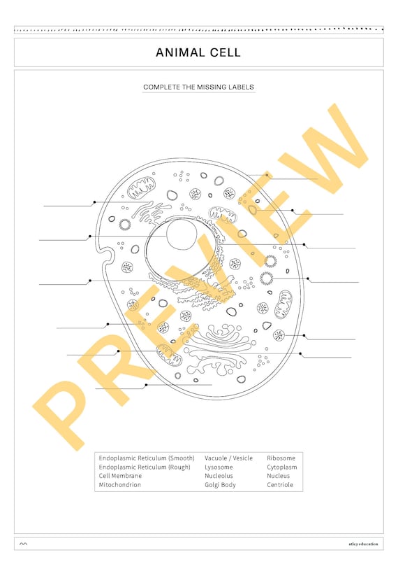 Animal Cell Diagram Blank Worksheets Animal And Plant Cells Worksheet