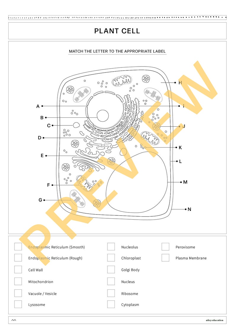 BUNDLE Animal & Plant Cell Diagram and Differentiated Worksheets ...
